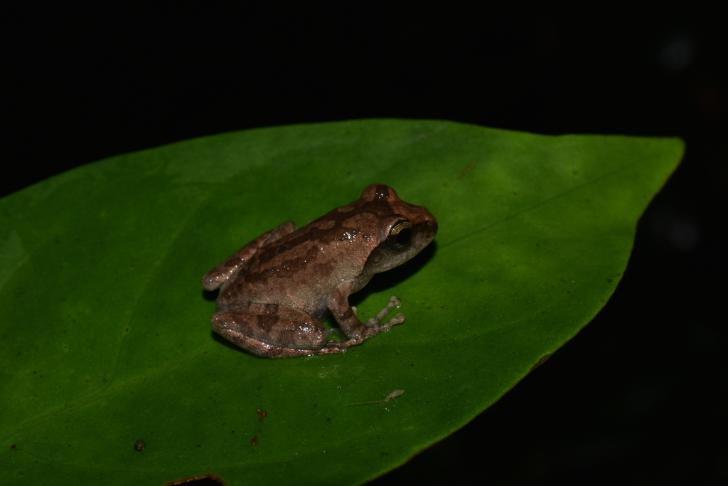 Robust Kajika Frog from Xiangshan Park, Lane 151, Section 5, Xinyi Rd, Xinyi District, Taipei ...