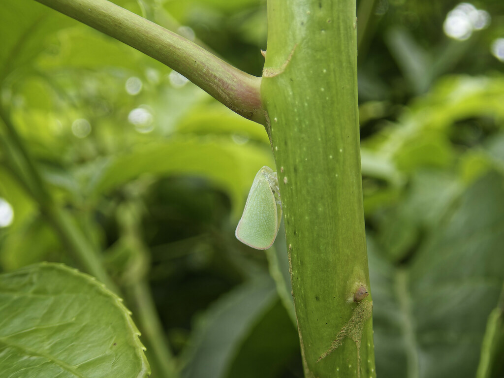 Geisha distinctissima in June 2024 by Zuiko Nakaji · iNaturalist