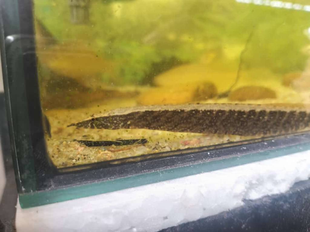Half-banded Spiny Eel in June 2024 by Aiman Azmi. Caught in a river ...