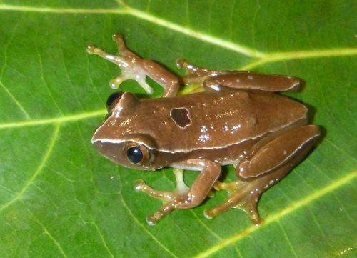 Congo Banana Frog (Afrixalus equatorialis) · iNaturalist United Kingdom