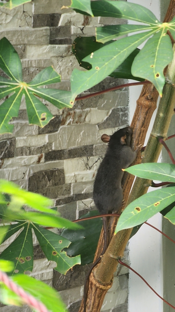 Black Rat from V7H3+5GP, La Chorrera, Provincia de Panamá Oeste, Panamá ...