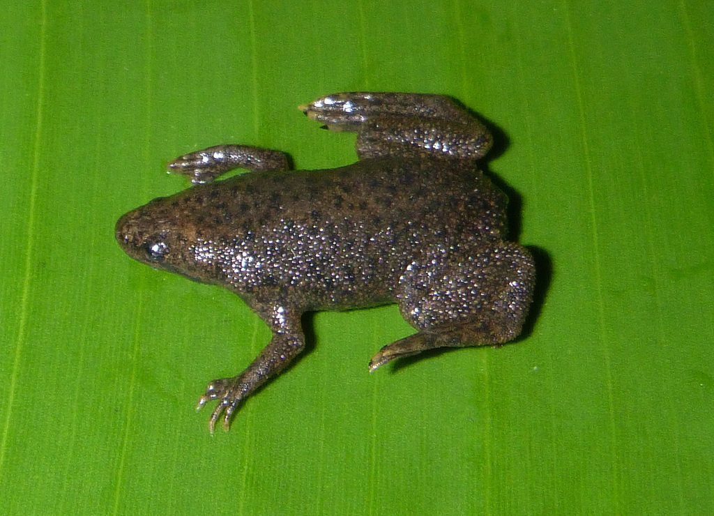 Western Dwarf Clawed Frog from Ouesso, Republic of the Congo on ...