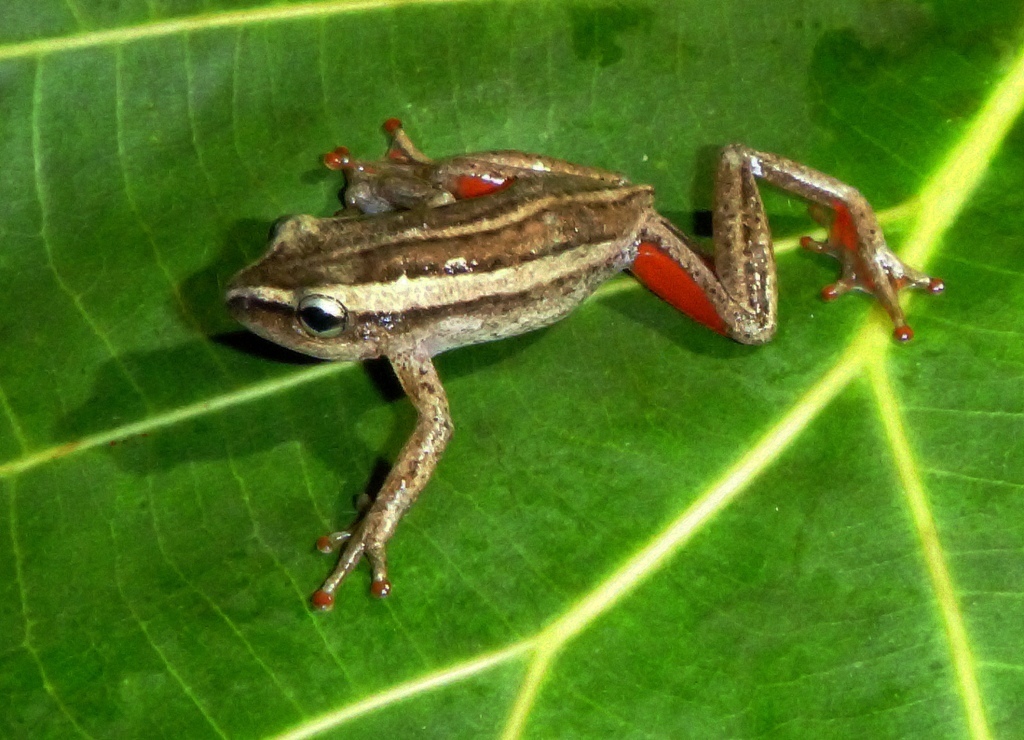Kunungu Reed Frog from Mbomo, Republic of the Congo on March 3, 2024 at ...