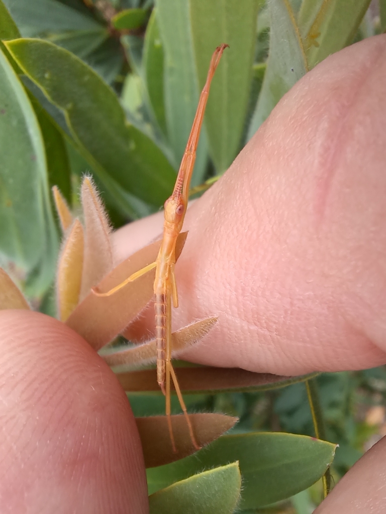 Podacanthus from South West Rocks NSW 2431, Australia on September 24 ...