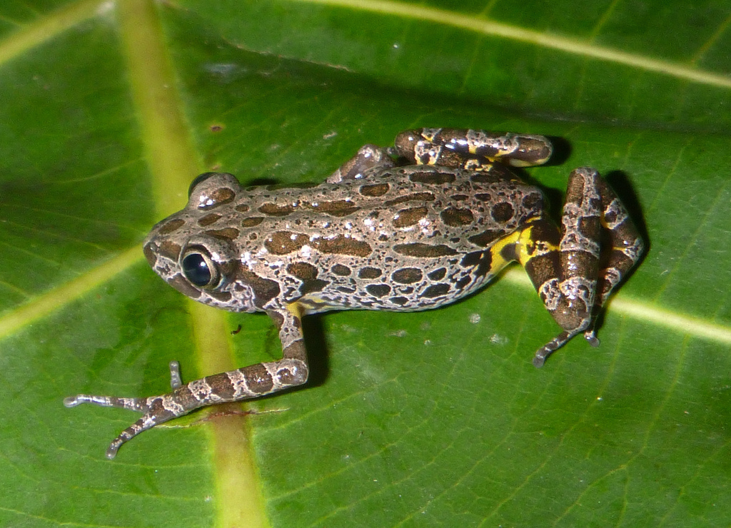 Marbled Running Frog from Mbomo, Republic of the Congo on March 3, 2024 ...