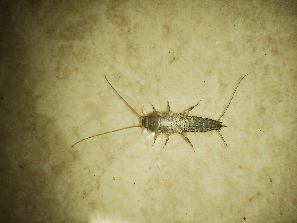 Four-lined Silverfish in June 2024 by CHL · iNaturalist