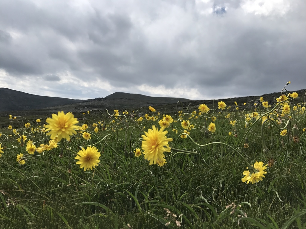 Yam Daisy (Microseris lanceolata) - Botanical Realm