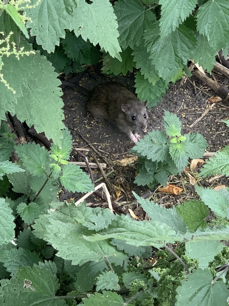 Brown Rat from Cloisters Walk, York, England, GB on June 29, 2024 at 01 ...