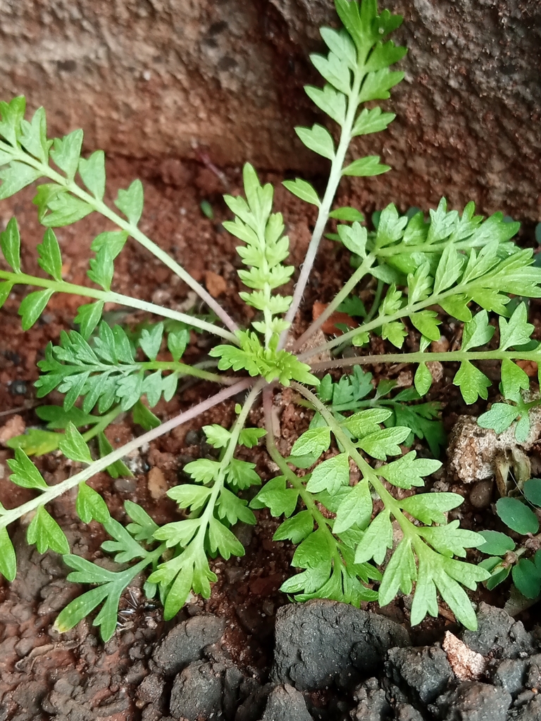 Lesser swine-cress from Jardim Tropical, Foz do Iguaçu - PR, 85855-110 ...