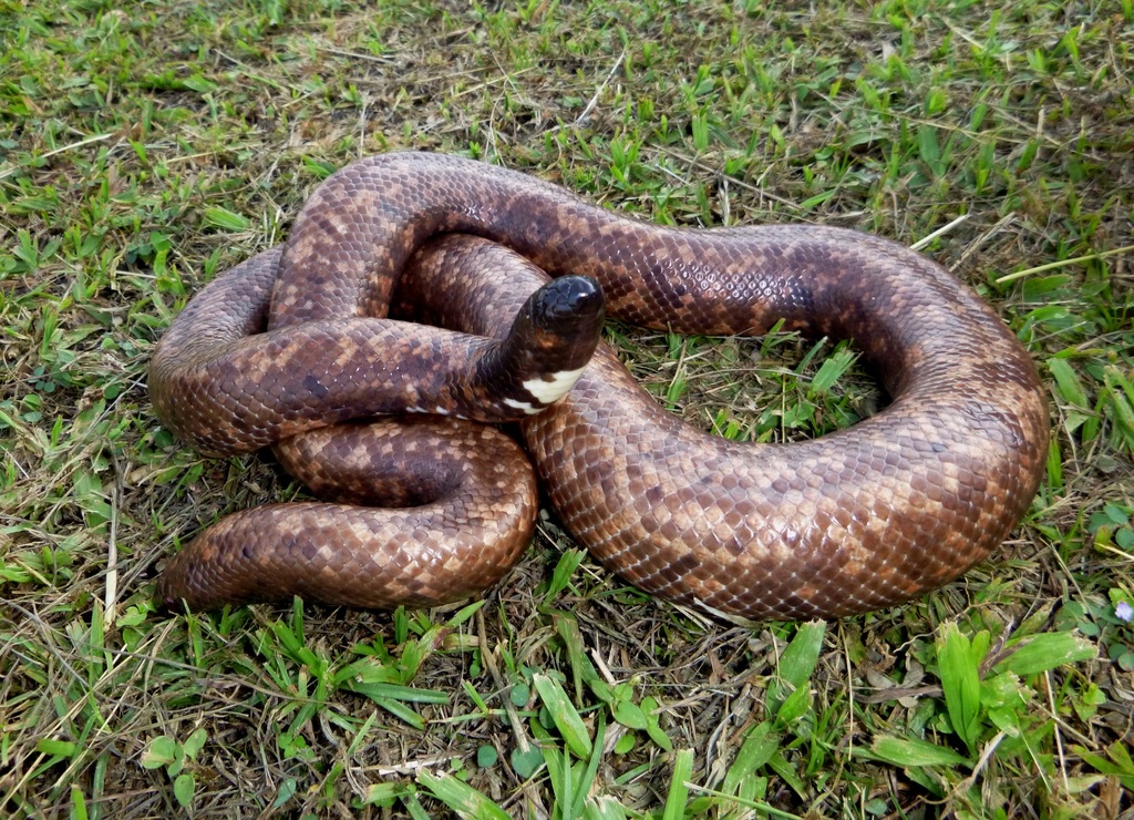 African Burrowing Python from Ouesso, Republic of the Congo on June 13 ...