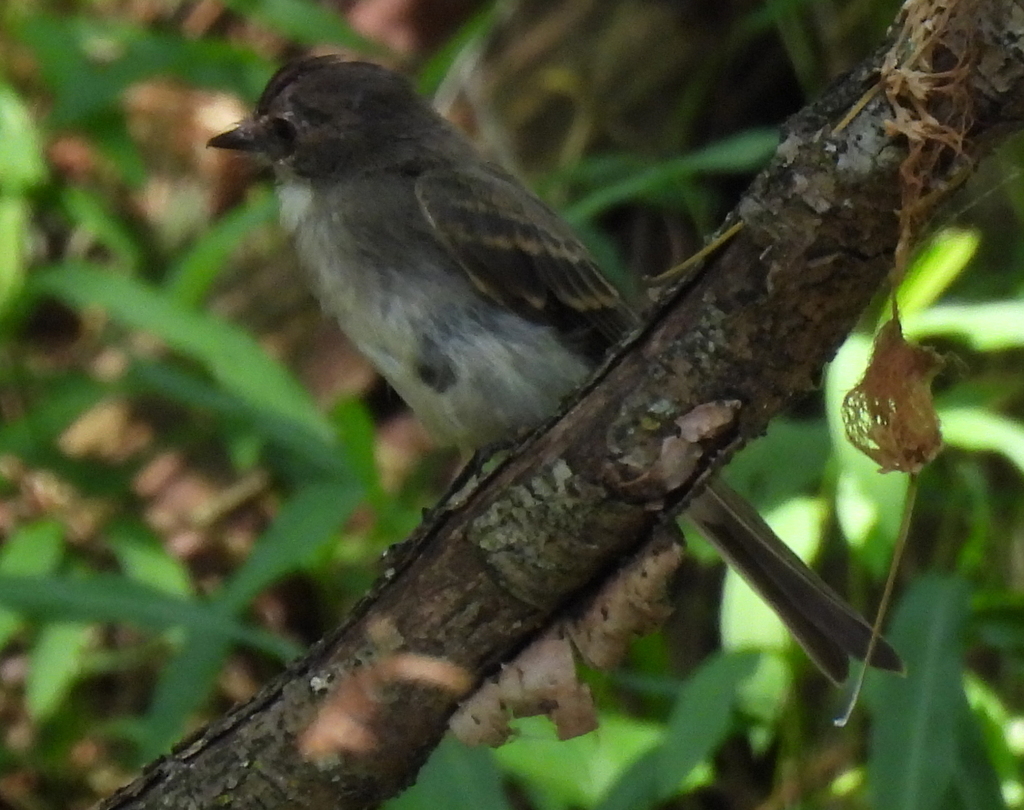 Eastern Phoebe from Erwin Linear Trail, Erwin, TN 37650, USA on June 28 ...