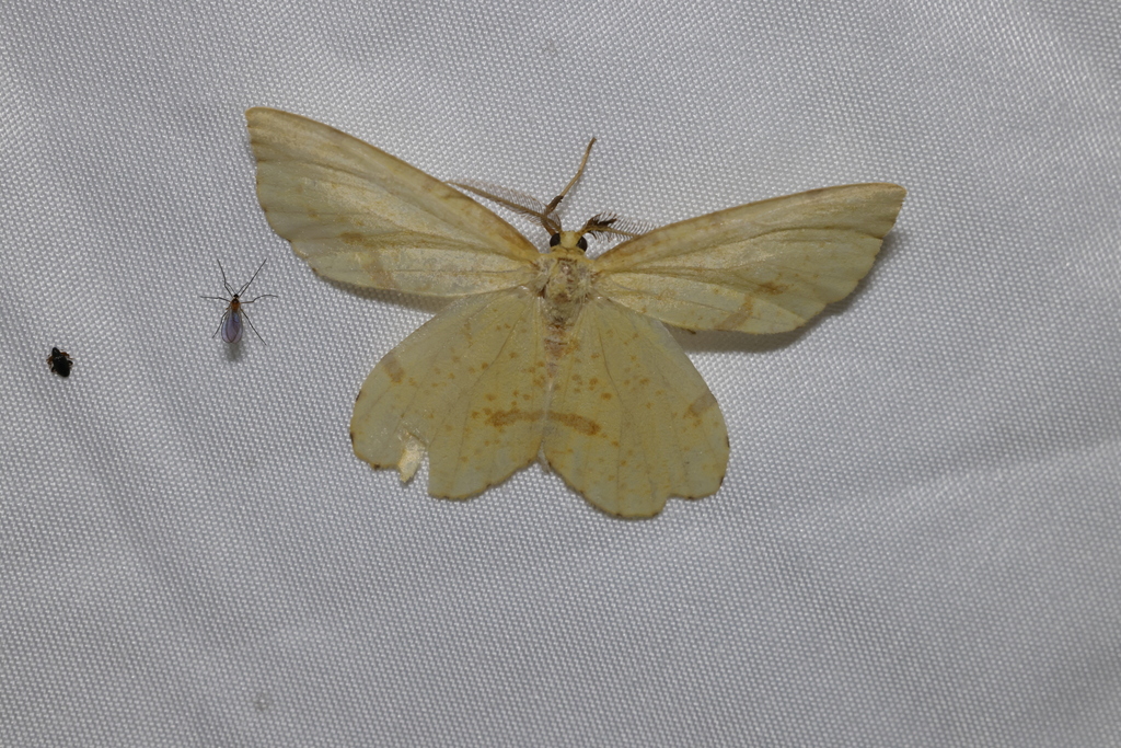 Crocus Geometer Moths from Glencoe, ON N0L 1M0, Canada on June 25, 2024 ...