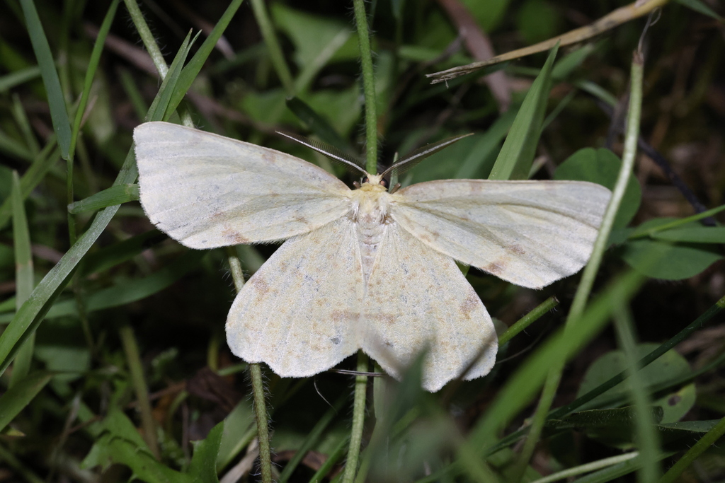 Crocus Geometer Moths from Glencoe, ON N0L 1M0, Canada on June 25, 2024 ...