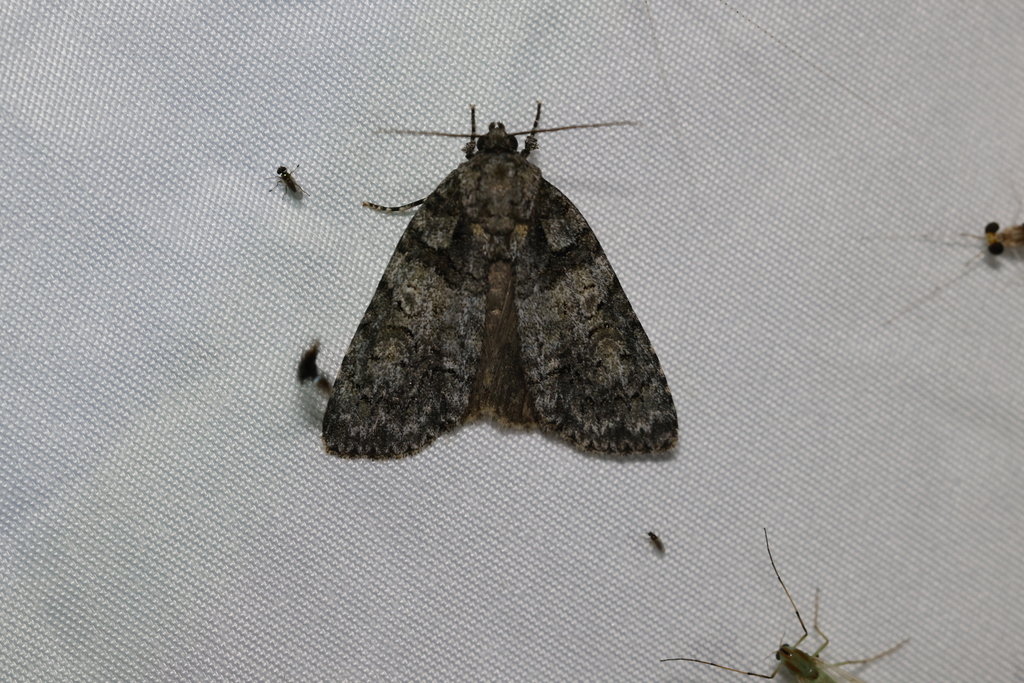 Eclipsed Oak Dagger from Glencoe, ON N0L 1M0, Canada on June 24, 2024 ...