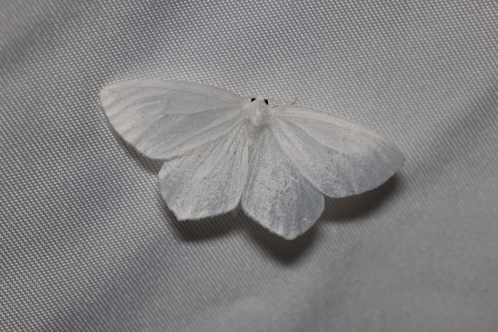 Snowy Geometer Moth from Glencoe, ON N0L 1M0, Canada on June 24, 2024 ...