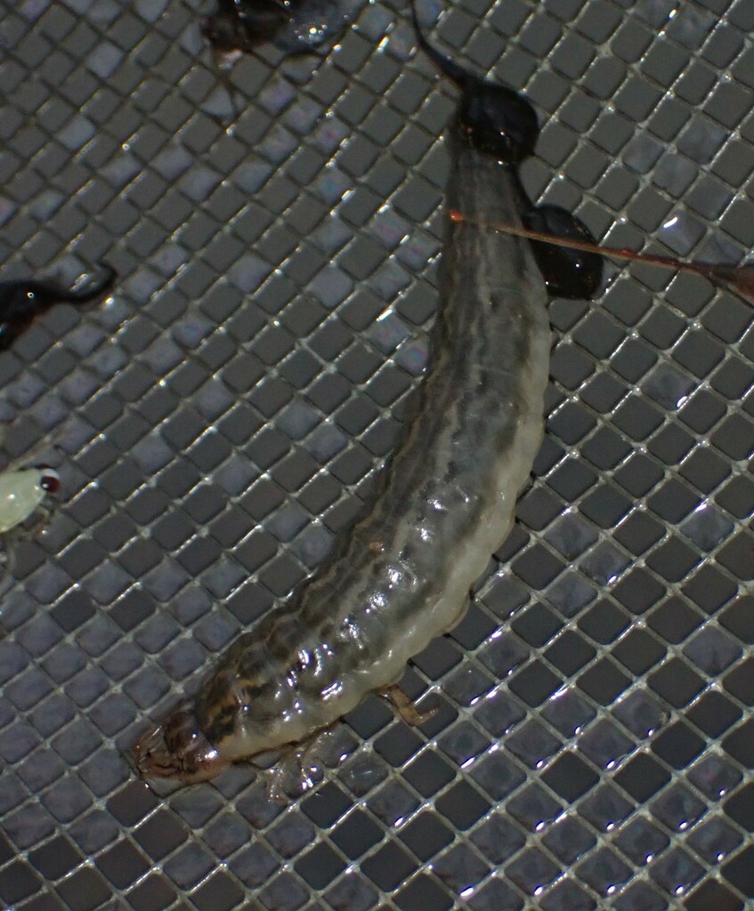 Giant Water Scavenger Beetle in June 2023 by Angus Mossman. Developing ...