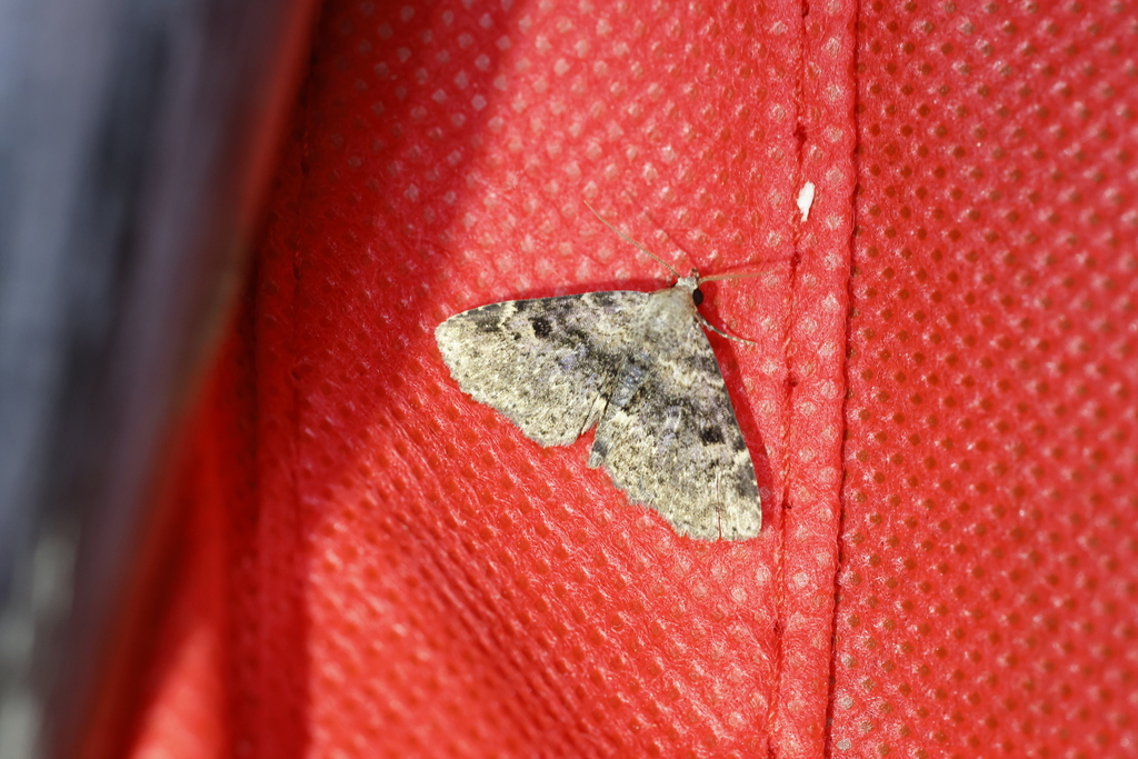Common Fungus Moth from Lambton County, ON, Canada on June 25, 2024 at ...