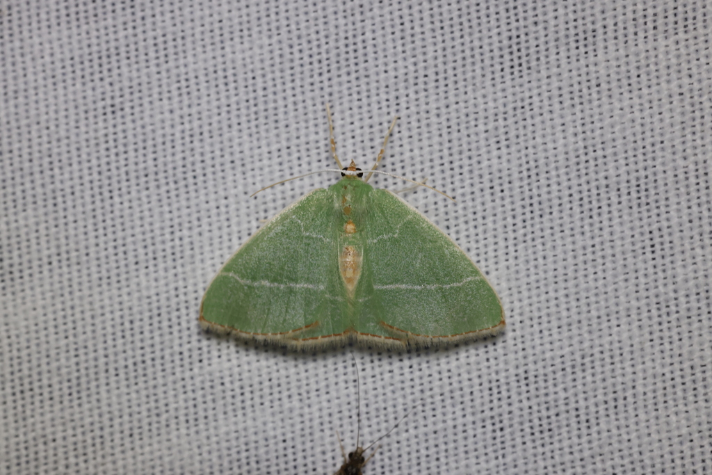 Red-fringed Emerald from Lambton County, ON, Canada on June 25, 2024 at ...