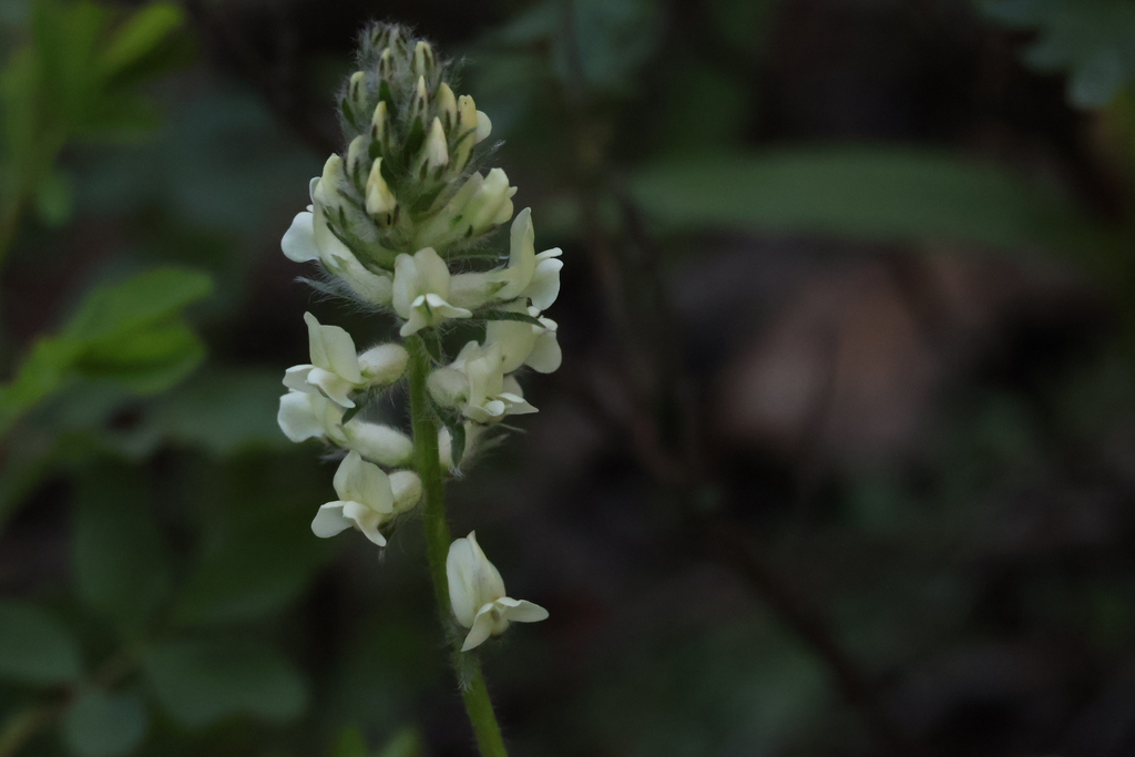 field locoweed from Southwest Calgary, Calgary, AB, Canada on June 20 ...