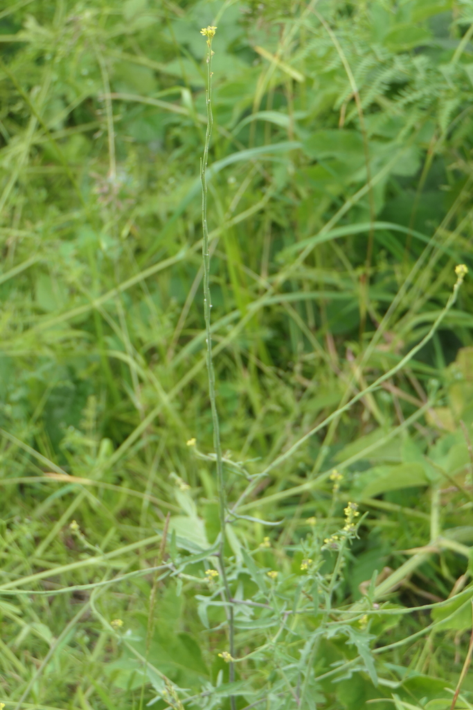 Hedge mustard from Brasside, Durham DH1, UK on 29 June, 2024 at 04:59 ...