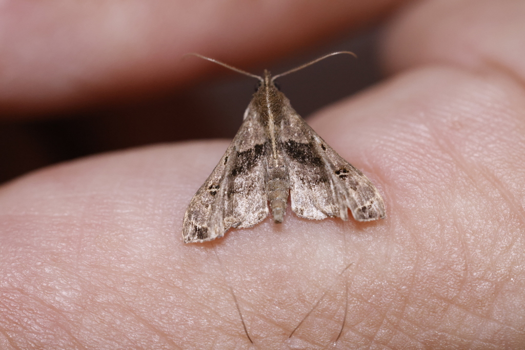 Faint-spotted Palthis Moth from Lambton County, ON, Canada on June 25 ...