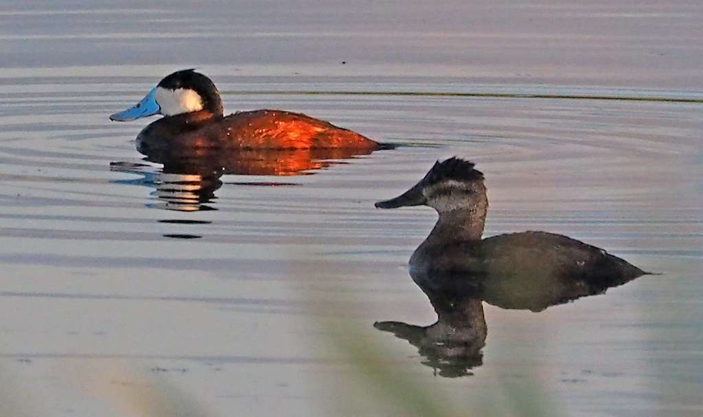 Ruddy Duck from Near Victoria Lake, Killarney-Turtle Mountain, Manitoba ...