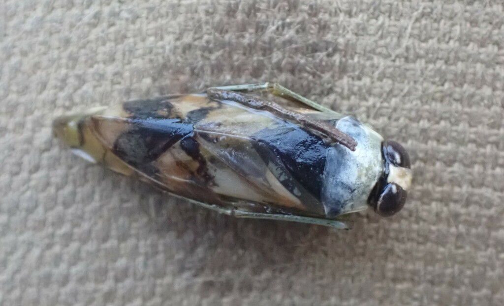 Notonecta insulata in June 2023 by Angus Mossman. In permanent fishless ...