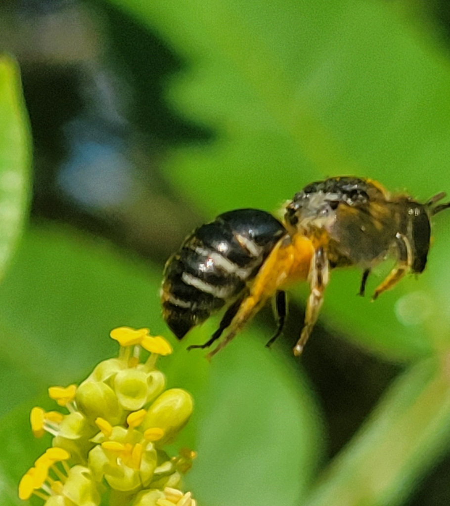 Sumac Cellophane Bee from Norman, OK 73026, USA on June 29, 2024 at 09: ...