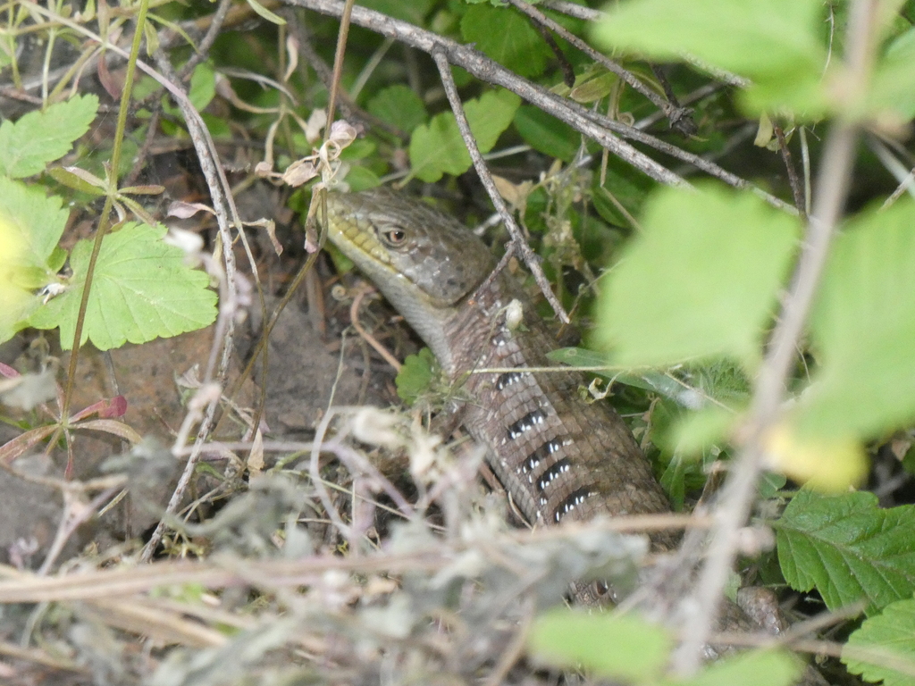 Southern Alligator Lizard from Kittitas, Washington, United States on ...
