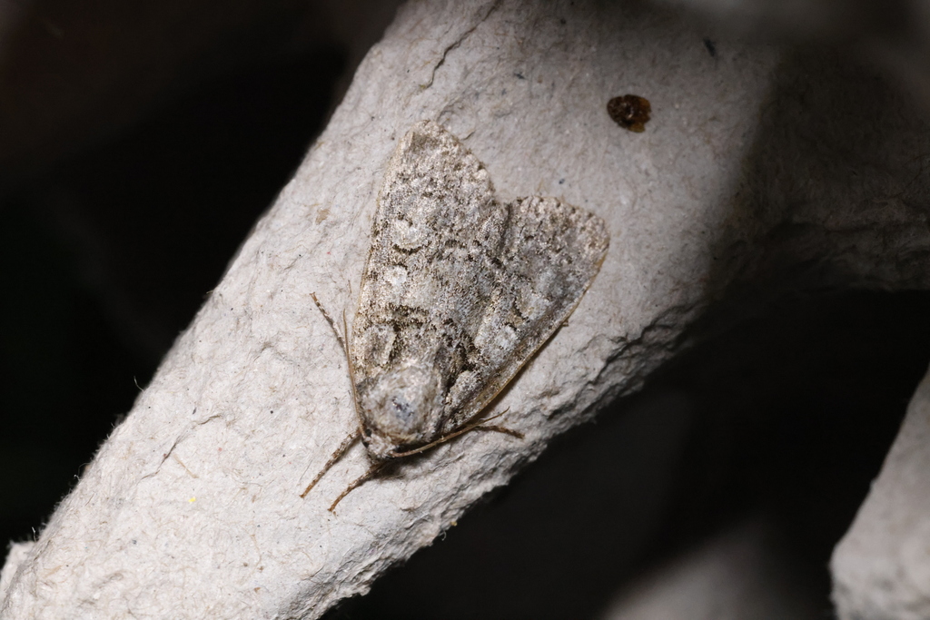 Hesitant Dagger from Lambton County, ON, Canada on June 25, 2024 at 08: ...