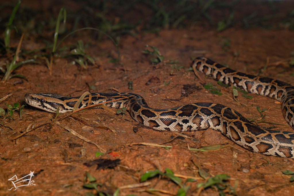 Burmese Python in June 2024 by Chuan Xuan🦧. juv · iNaturalist