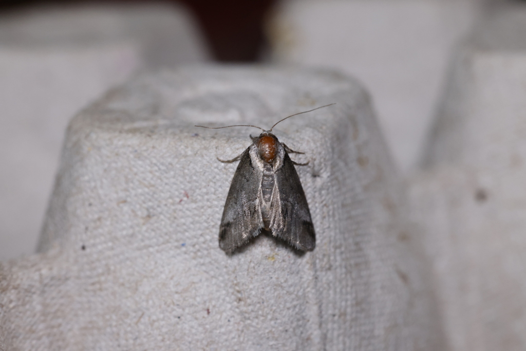 Small Baileya Moth from Lambton County, ON, Canada on June 25, 2024 at ...