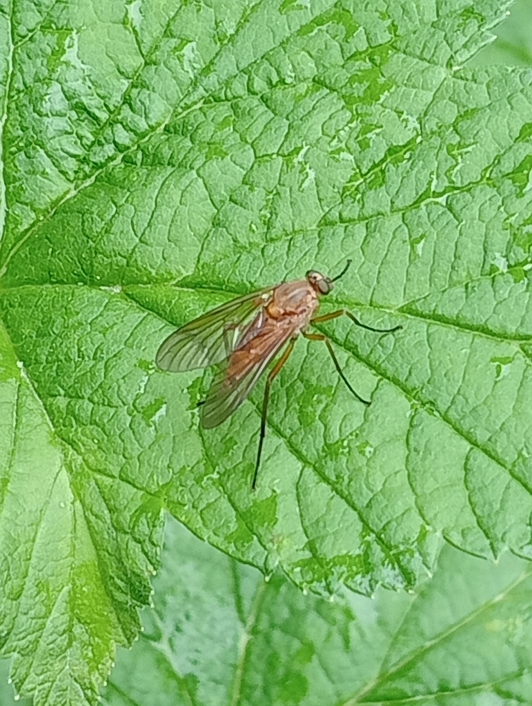 Marsh Snipe Fly from Clifton, York, UK on June 29, 2024 at 06:20 PM by ...