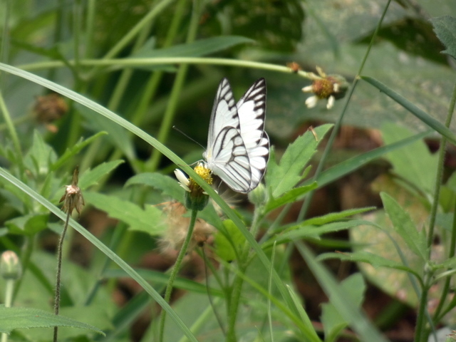 Striped Albatross from Vientiane, Laos on June 29, 2024 at 12:51 PM by ...
