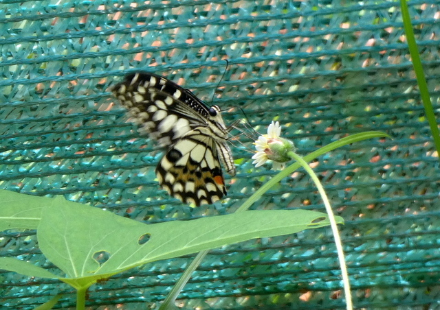 Lime Swallowtail from Vientiane, Laos on June 29, 2024 at 12:56 PM by ...