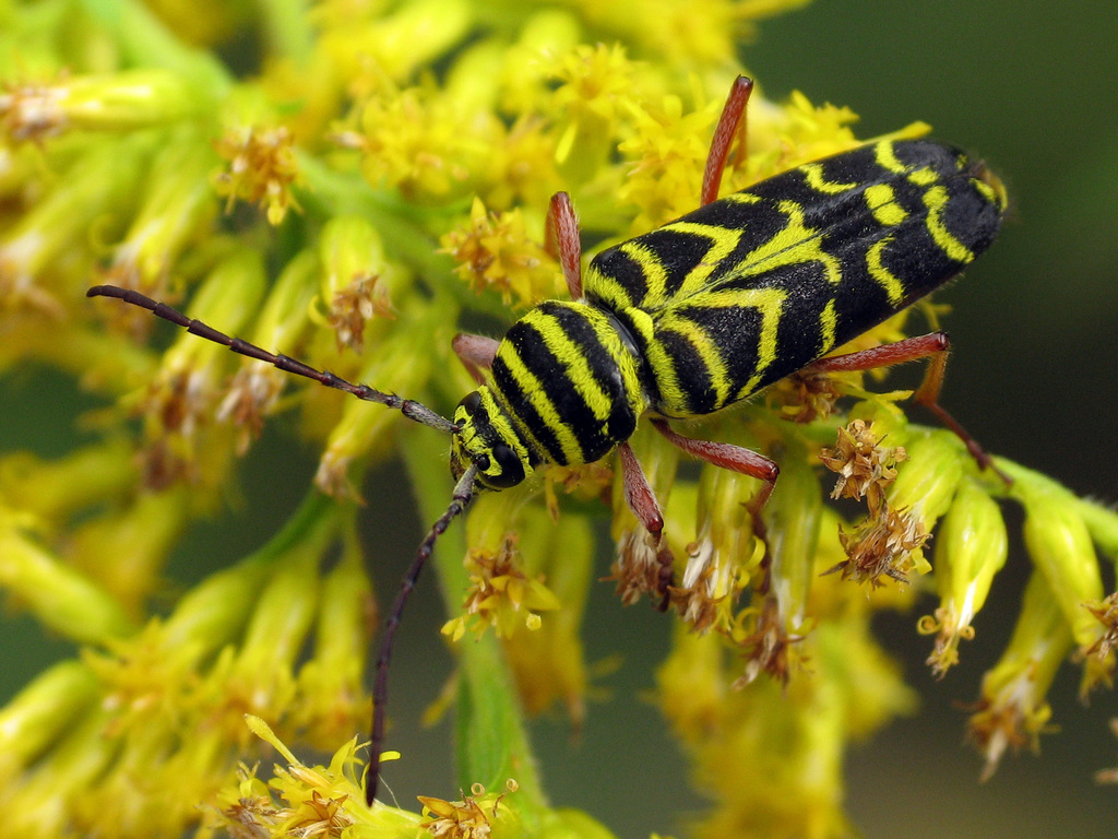 Locust Borer (Insects of Ohio) · iNaturalist
