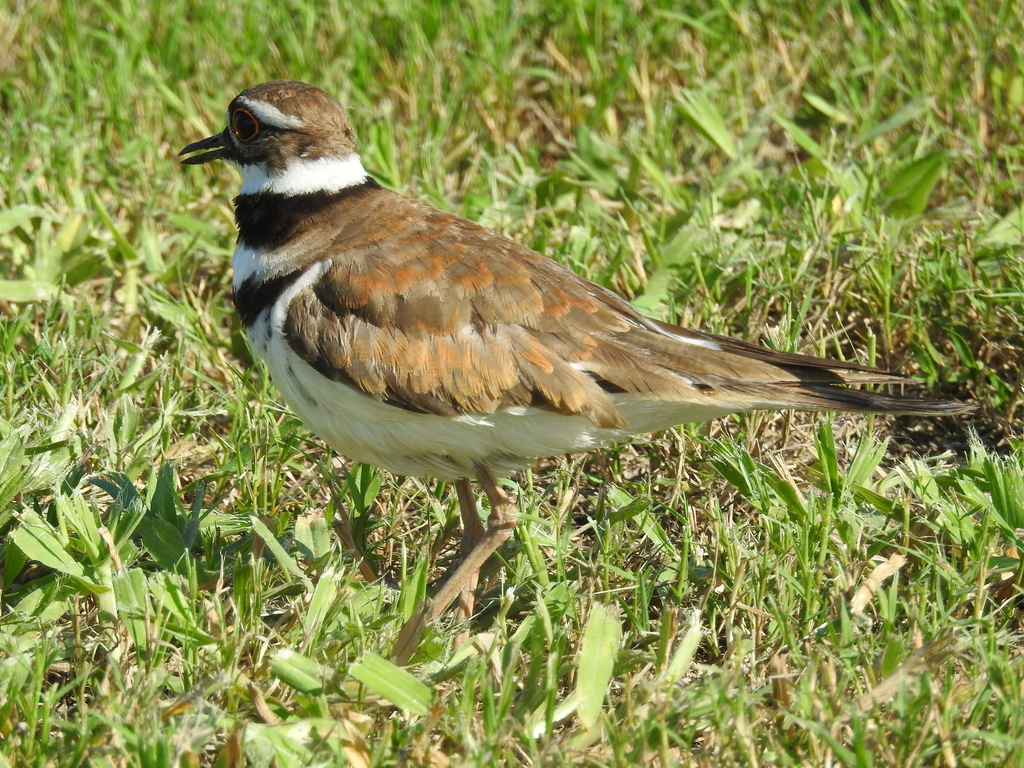 Killdeer from Kleberg County, TX, USA on June 27, 2024 at 04:48 PM by ...