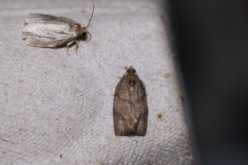 Butterflies and Moths from Lambton County, ON, Canada on June 25, 2024 ...