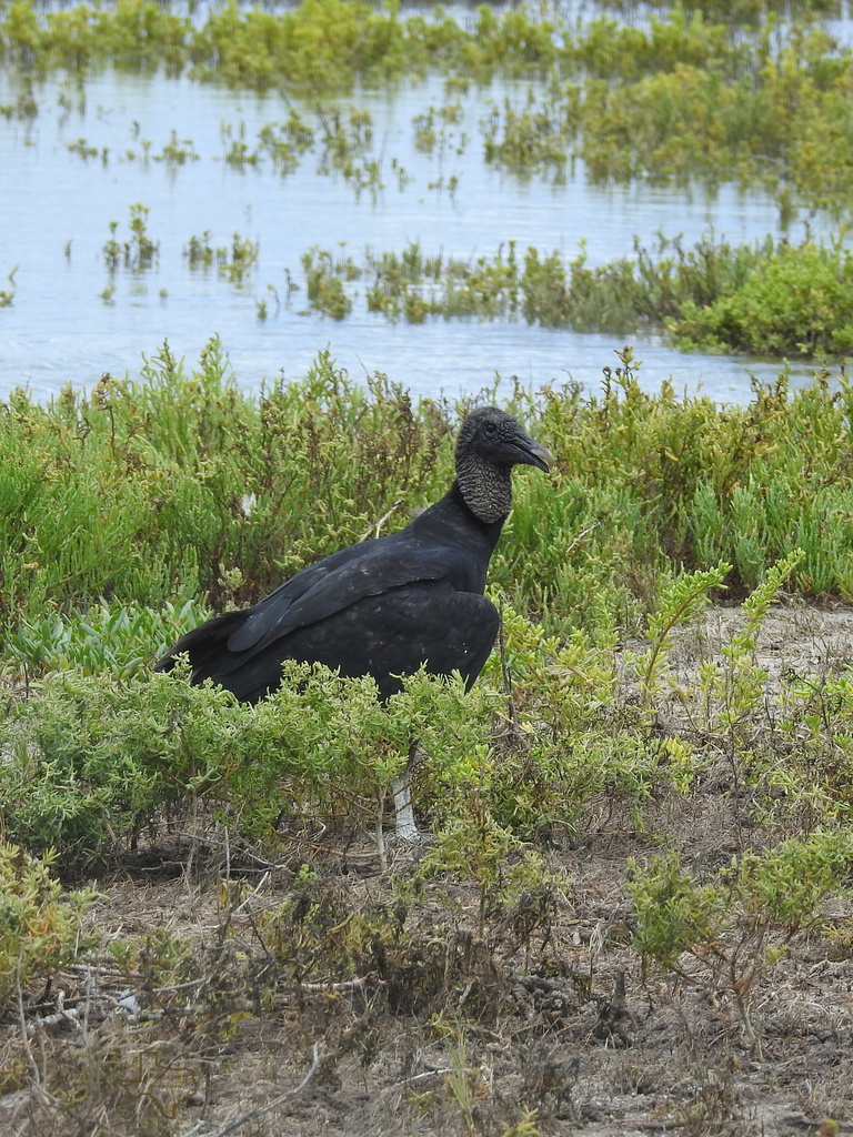 North American Black Vulture from Kleberg County, TX, USA on June 25 ...