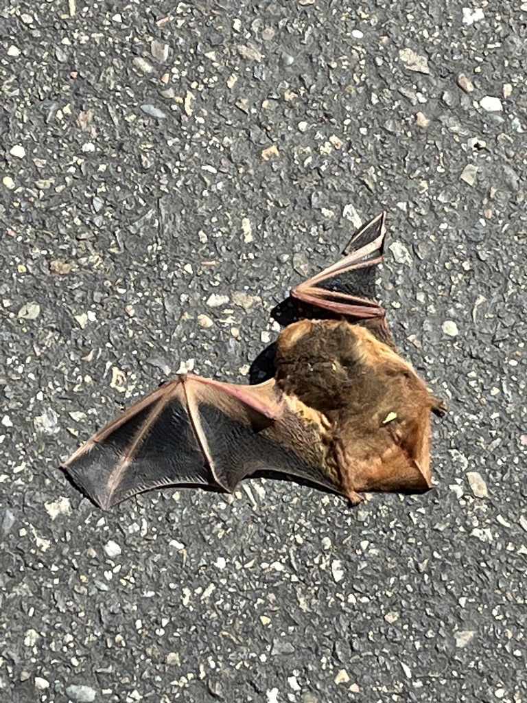 Western red bat from Sisk Rd, Salida, CA, US on April 3, 2023 at 03:01 ...