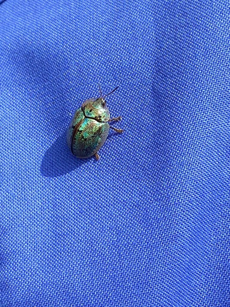 Wild Olive Tortoise Beetle from El Zamorano, Francisco Morazán ...