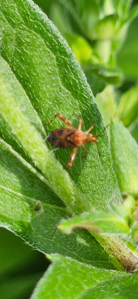 Clouded Plant Bug from Belknap, Louisville, KY 40205, USA on June 29 ...