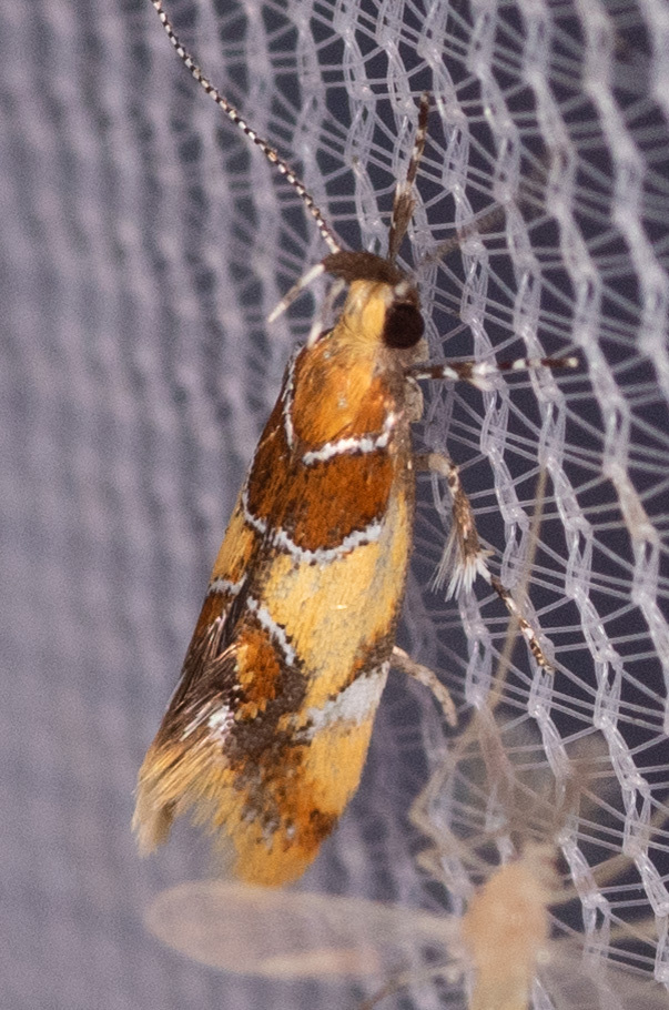Orange-headed Callima Moth from Garrett County, MD, USA on June 27 ...