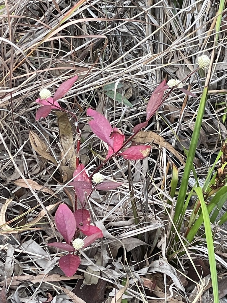 Ruby Leaf from Tondoon Botanic Gardens, Glen Eden, QLD, AU on June 29 ...