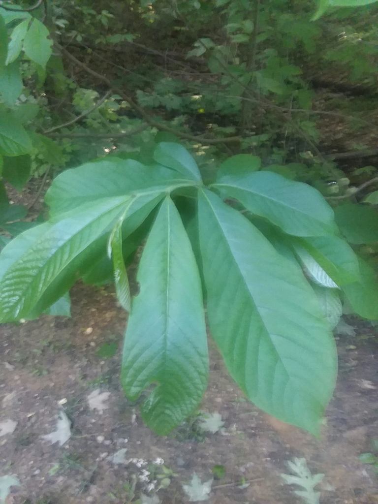 common pawpaw from 9850 S County Rd 765 W, Reelsville, IN 46171, USA on ...