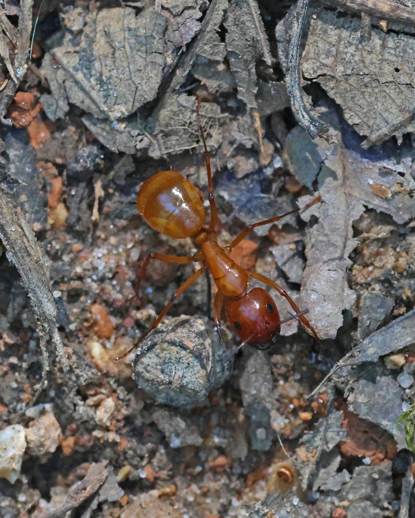 Chestnut Carpenter Ant from Lincoln County, MO, USA on June 27, 2024 at ...