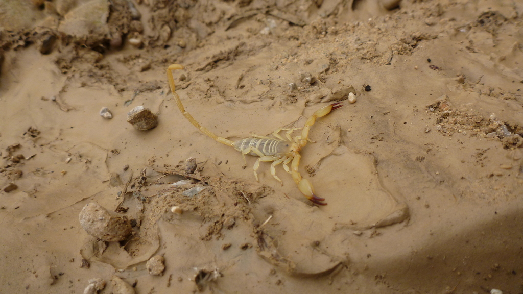 Hemiscorpius lepturus from Rostam, Iran on April 15, 2015 at 01:20 PM ...