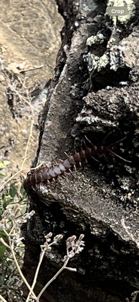Galápagos centipede from Santa Cruz, Parque Nacional Galápagos, EC-GA ...