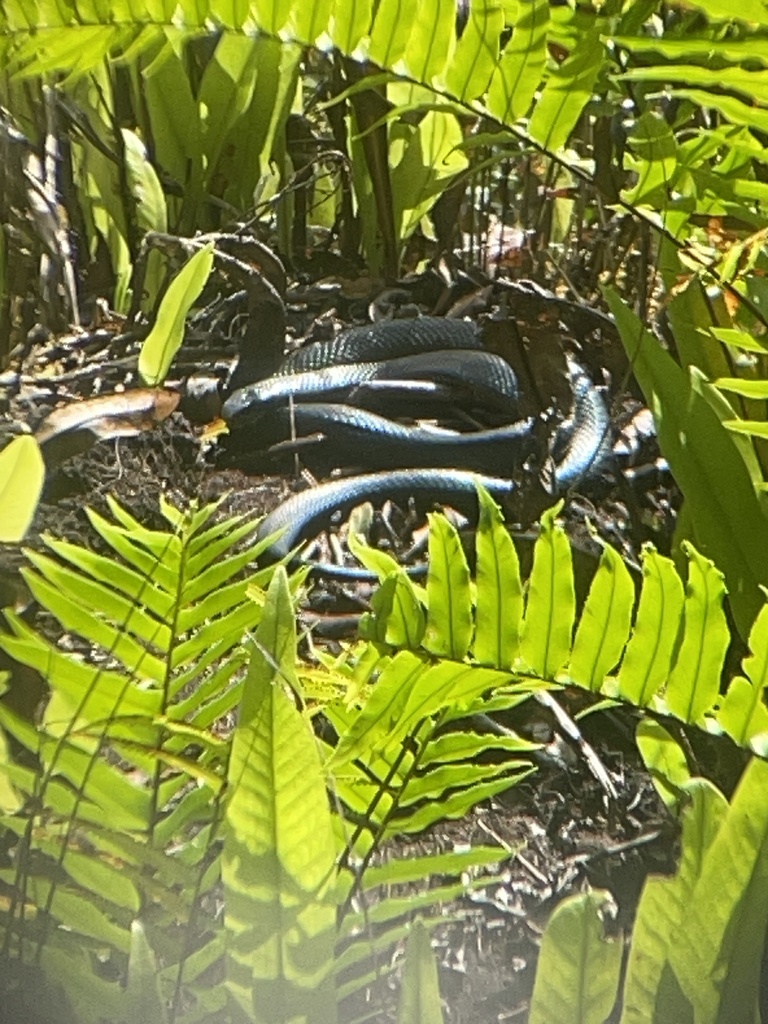 Red-bellied Black Snake from Barron Gorge National Park, Barron Gorge, QLD, AU on June 29, 2024 ...