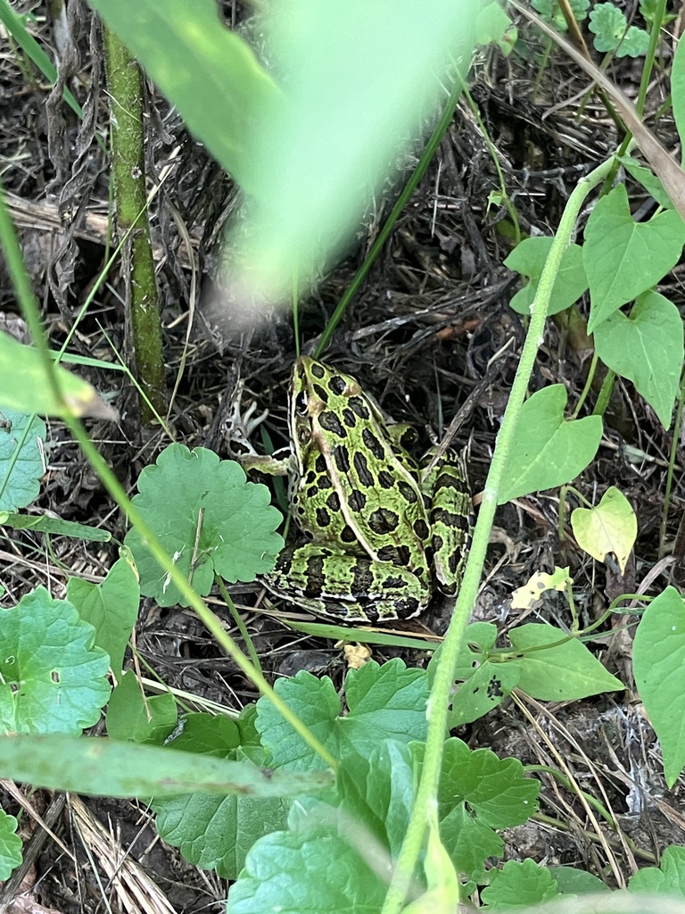 Northern Leopard Frog from Coon Rapids, MN, US on June 29, 2024 at 01: ...